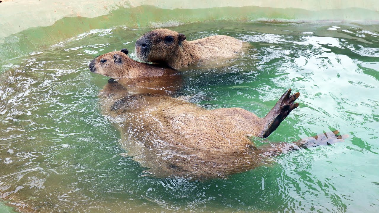 たぶん潜水れんしゅう Capybara's diving training - YouTube