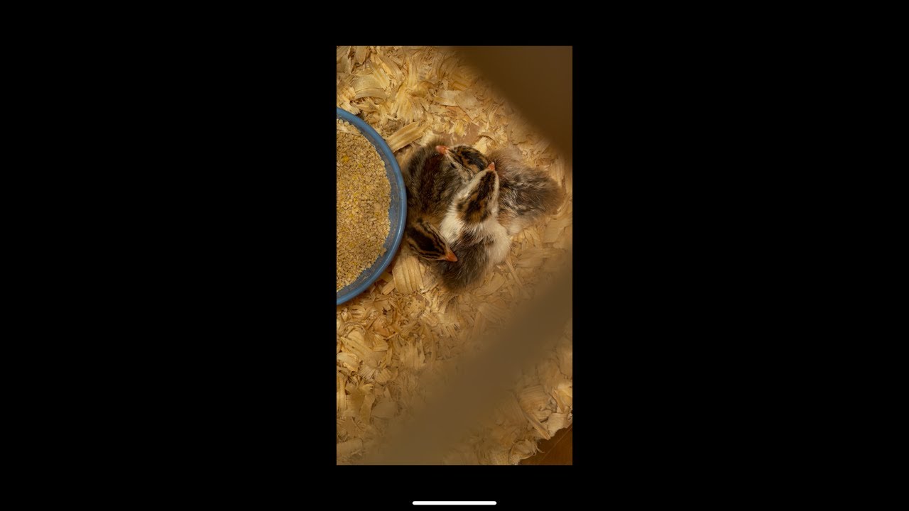 The baby guineas first live video - YouTube