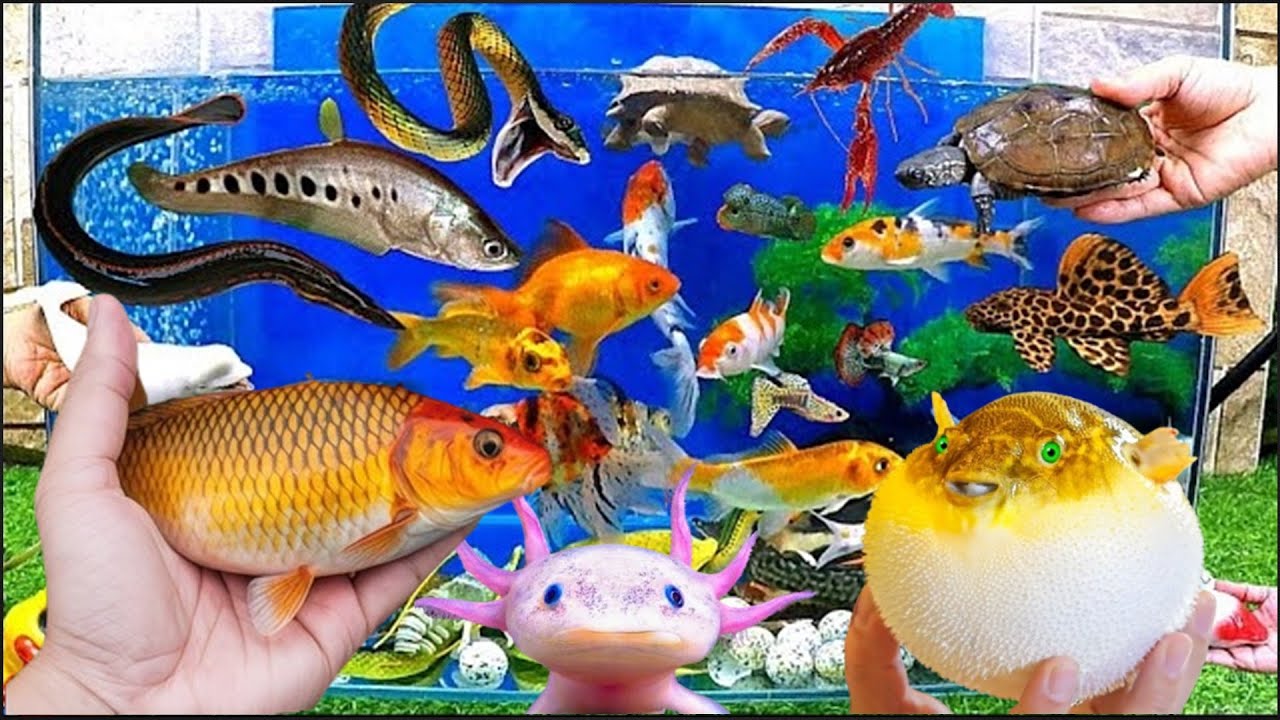 I Found Strange Ornamental Catfish, German Blue Ram, Betta Fish, Guppy ...