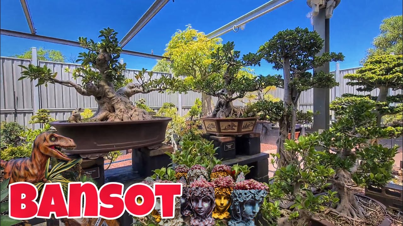 Bansot #pinoymate #pinoyvlogger #plantitosandplantitas #bonsai - YouTube