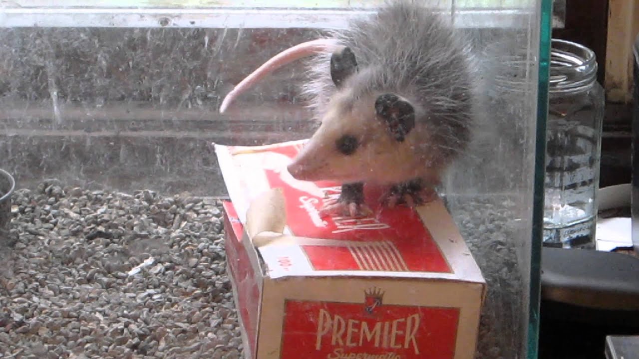Opossum comes out to hunt and defend his territory. - YouTube