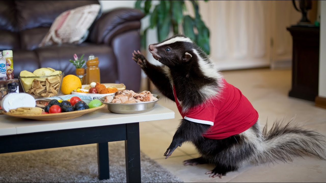 Skunk Asks Me for Food! 🦨🍽️ | Cutest Demand Ever! - YouTube