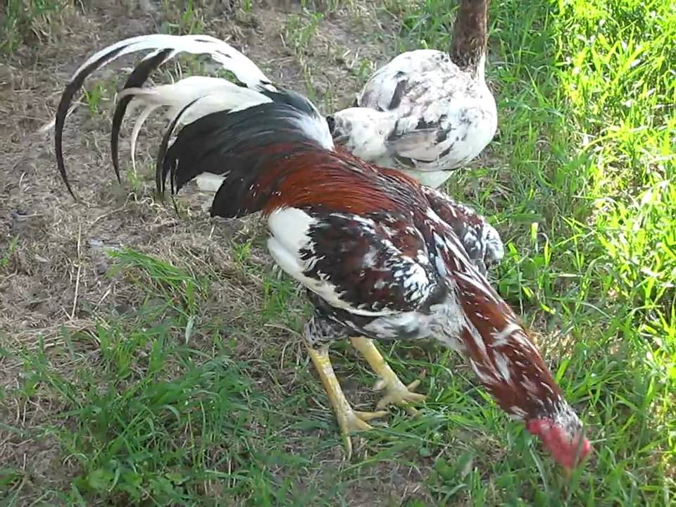 SPANGLED UPDATE - YouTube