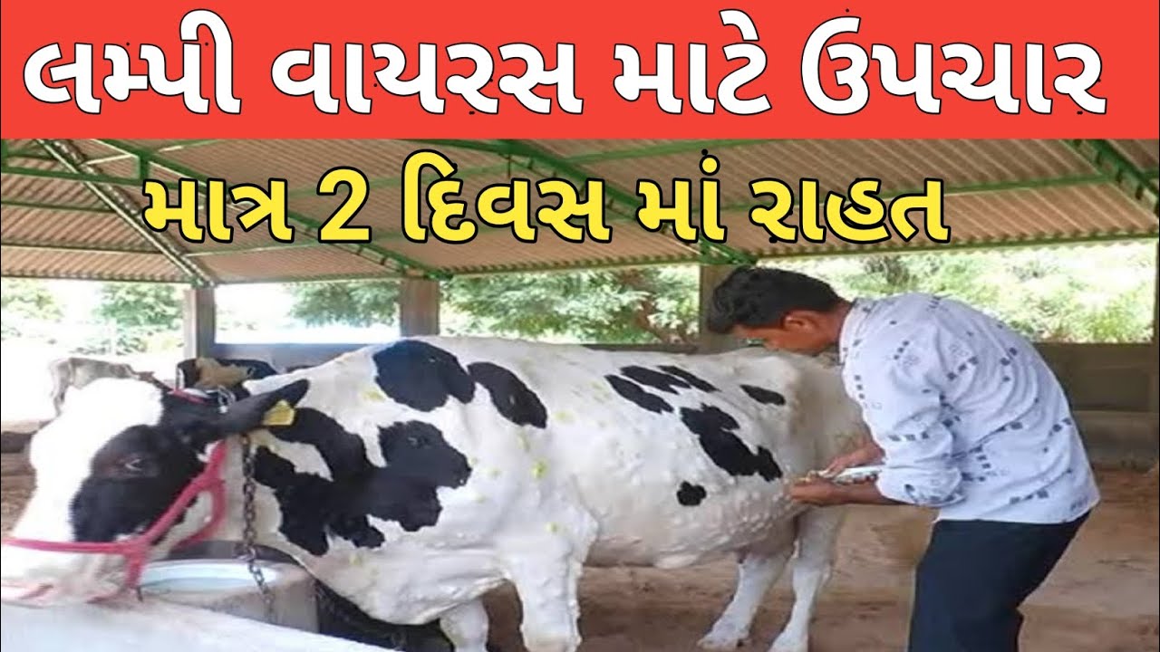 lampi virus cow treatment Gujarati || lumpy virus cow Gujarat || lampi ...