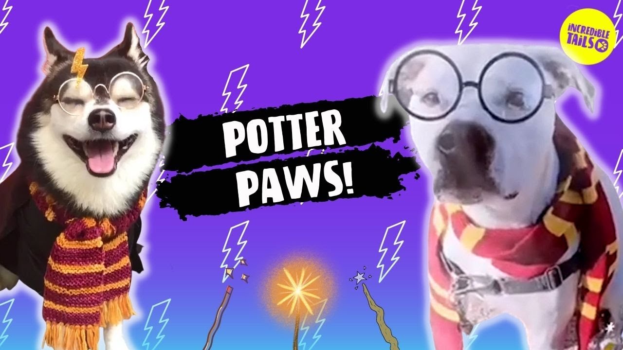 The Wizarding World Goes Wild: These animals are big Potterheads 🪄⚡ ...