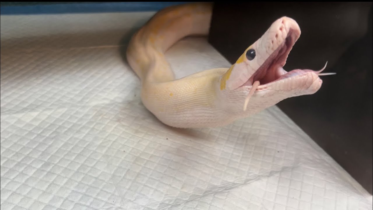 Snake Feeding Guide + feeding all of my pet snakes! (reticulated ...