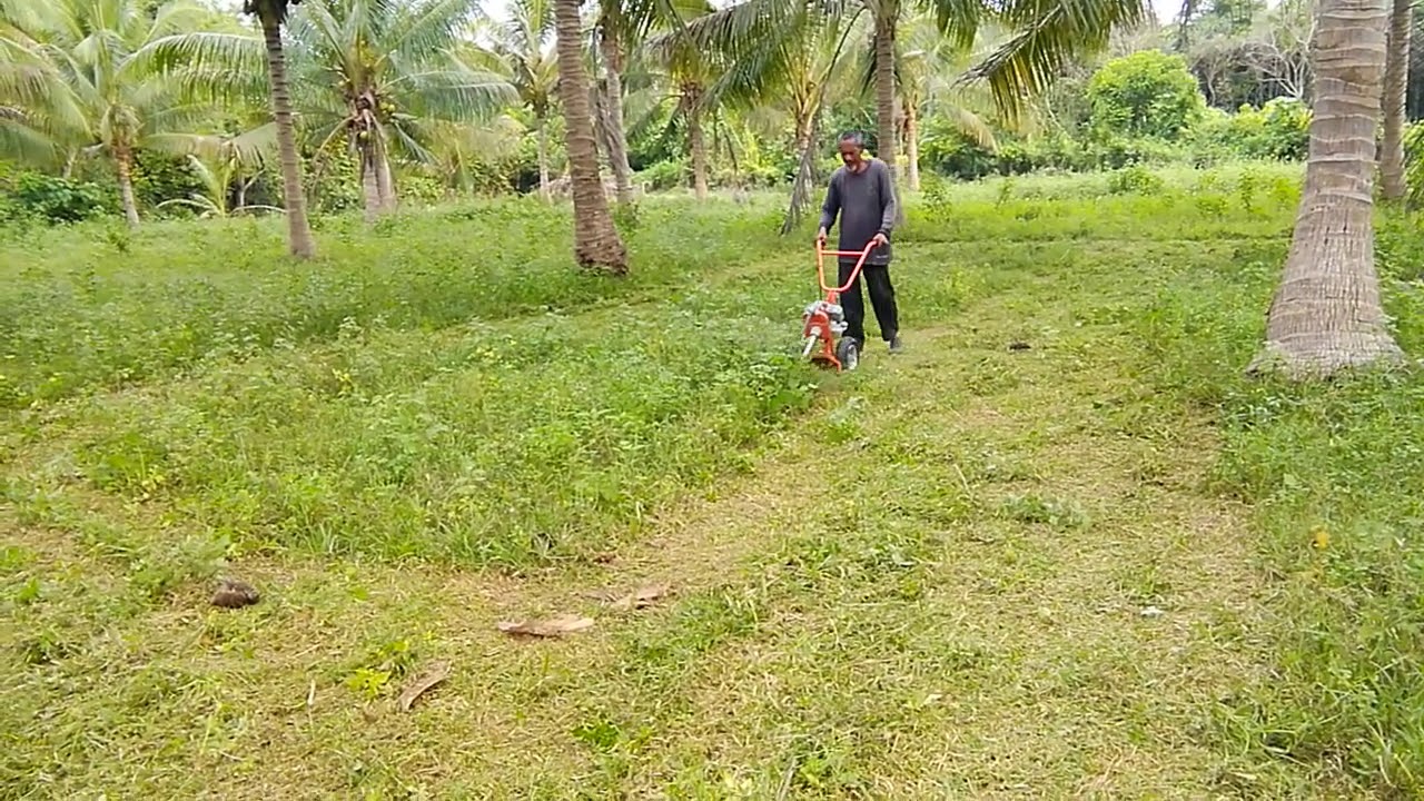 Proses mesin rumput di padang ragut lembu & kambing - YouTube