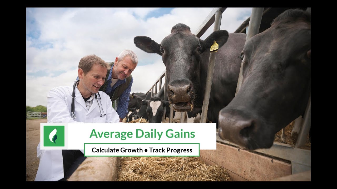 Average Daily Gains for Livestock - YouTube