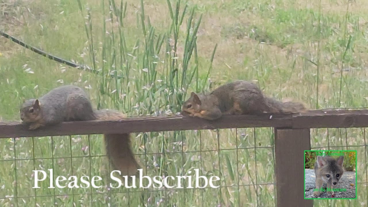 Caught on Camera! Shocked! Dismayed! Squirrels Deny Everything - YouTube