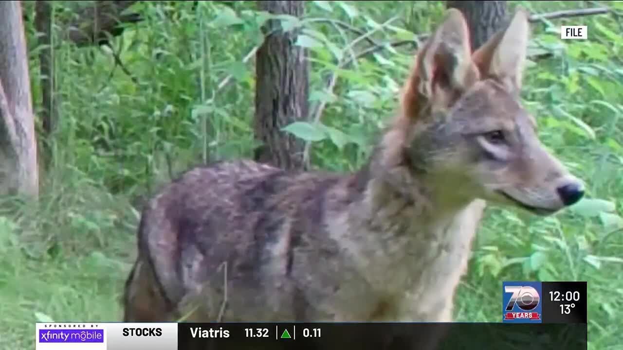 Wildlife advocates sue Vt. Fish and Wildlife over trapping, hunting ...