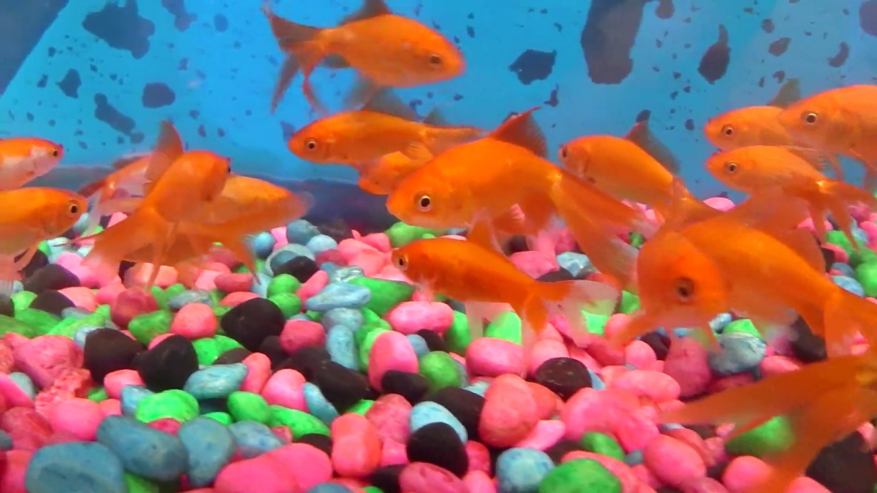 Watonai gold fish - YouTube