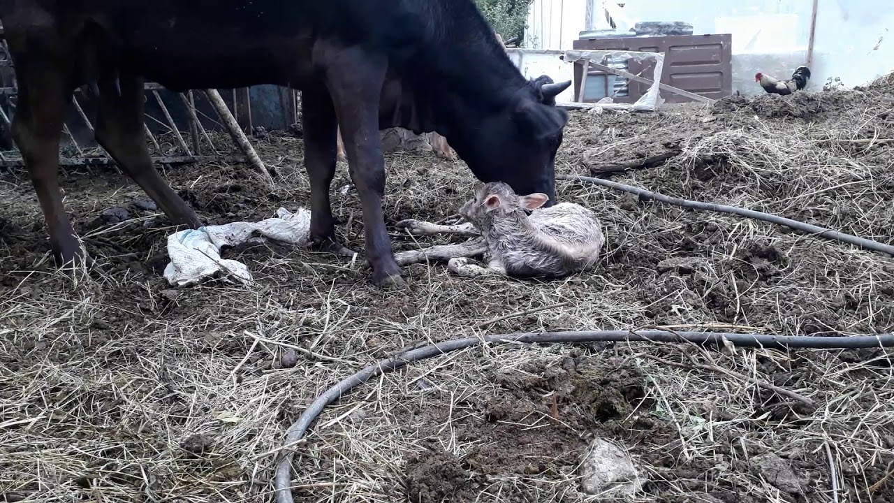 Inek balasini yaliyan kimi😀 - YouTube