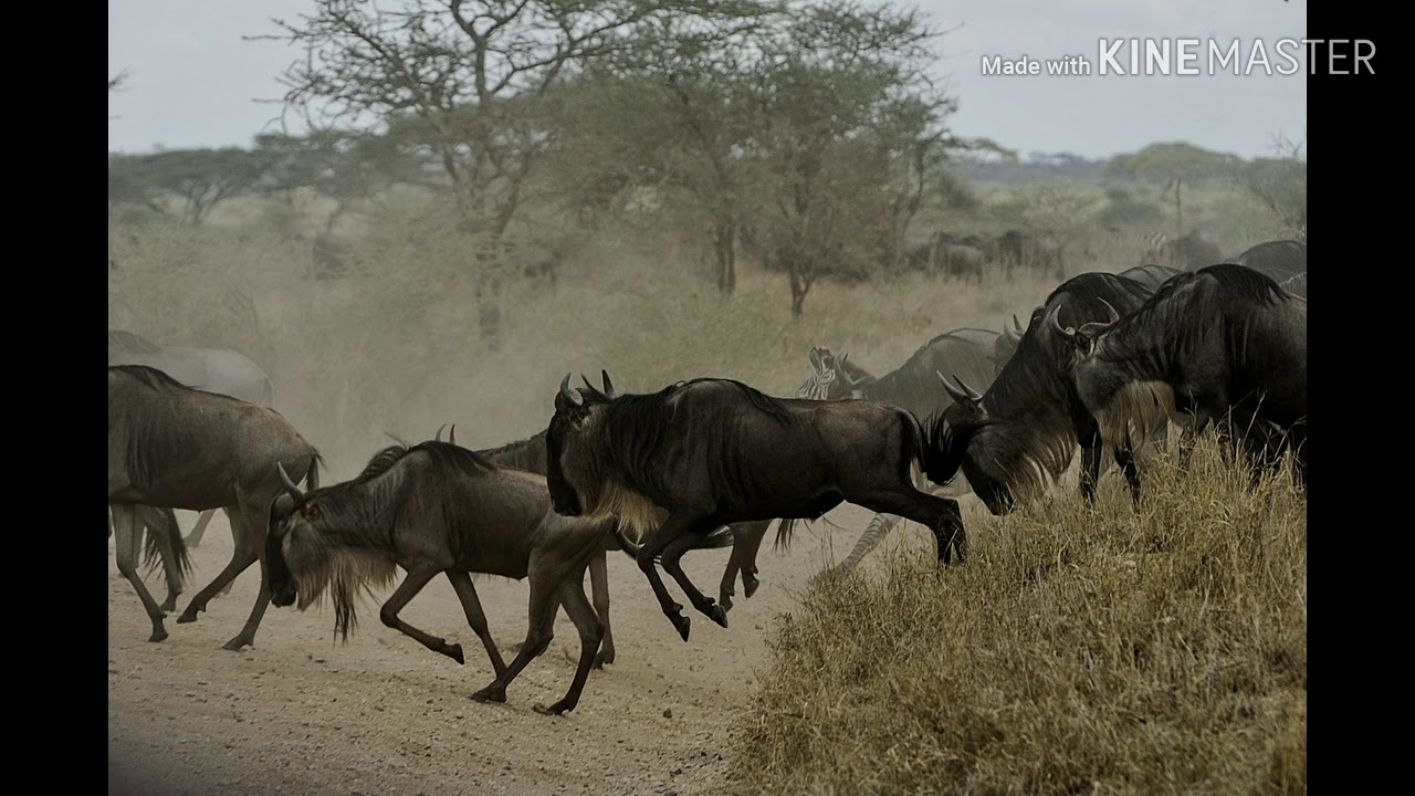 Appel - F250 (Lirieke/Lyrics) - YouTube