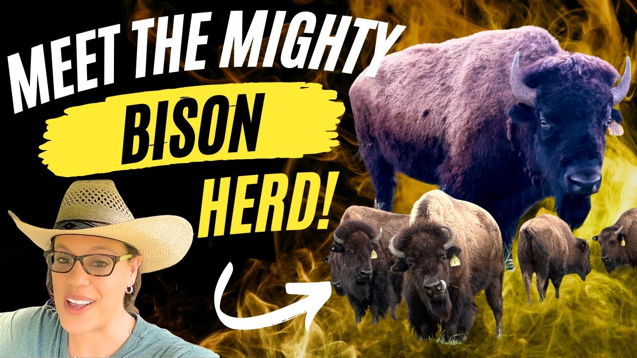 Meet the Mighty Bison Herd! Checking in on These Amazing Animals - YouTube