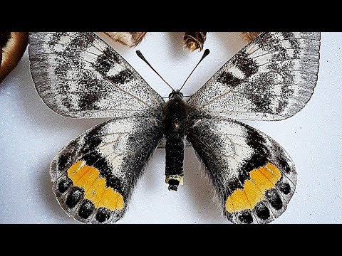 パルナシウス・アウトクラトールウスバシロチョウ/Parnassius autocrator - YouTube