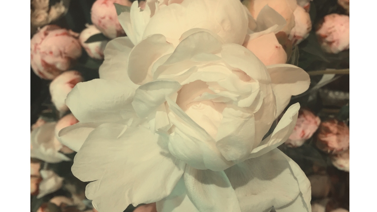 SINCERELY EMILY Live Stream - YouTube