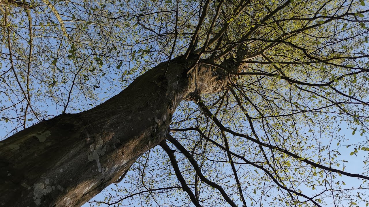 Tree Free Climb | 20 Meter Hornbeam | No Ropes - YouTube