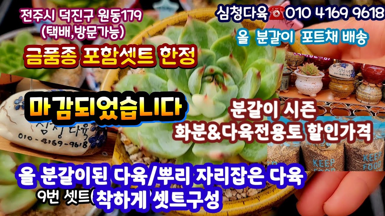 마감 심청다육 올 분갈이된다육 그대로 키우세요포트채화분채배송 구성10셋트한정 국산수제화분and비법다육전용토 할인특가