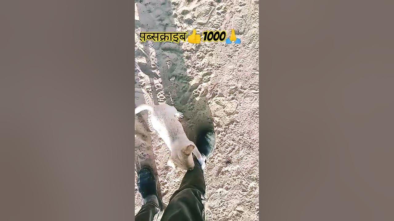 Howtocomplete1000subs Funny 1kcelebration 🙏🥺 Garenafreefire