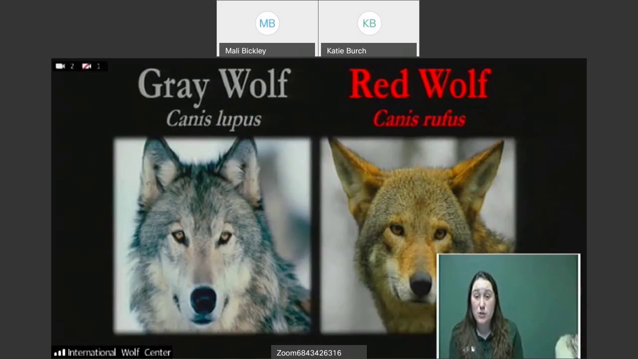 Wolves 101 - YouTube