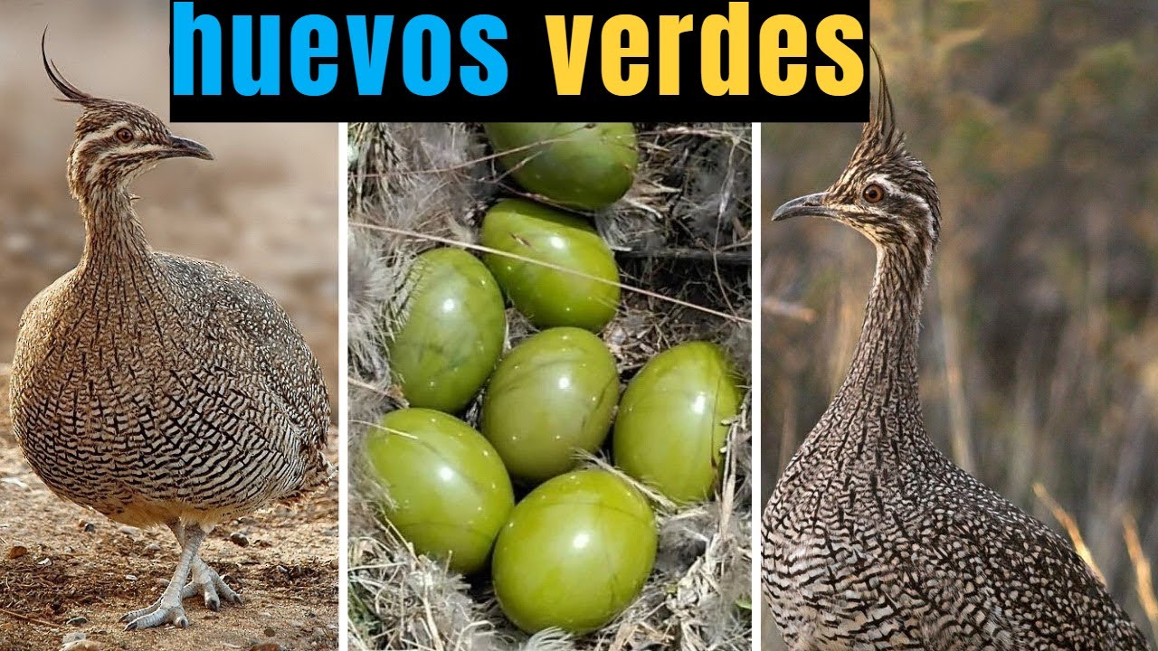 Ave que pone bonitos huevos verdes (Martineta) - YouTube