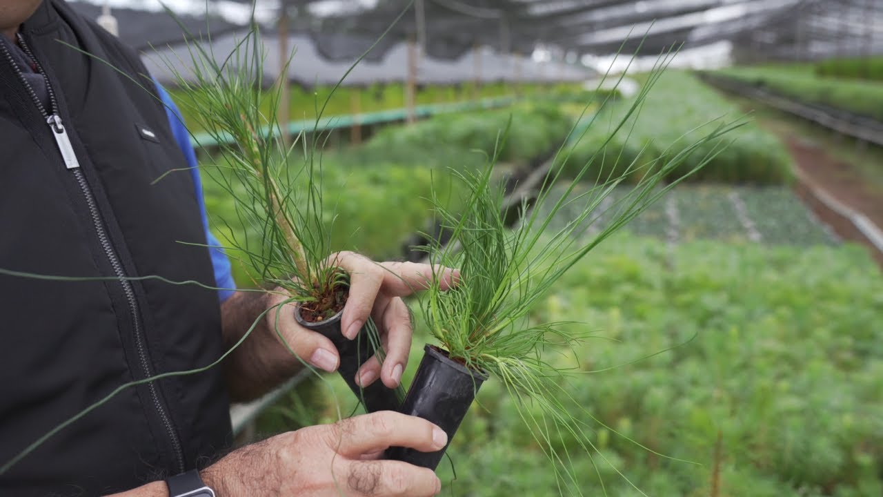 Cespitosas - YouTube