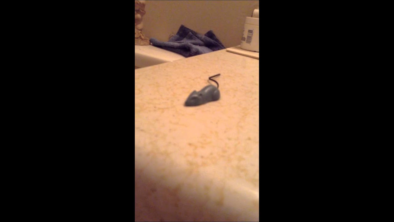 Magic-Mouse Trick - YouTube