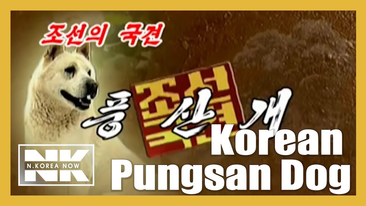 Can A Pungsan Dog Live In North Korea
