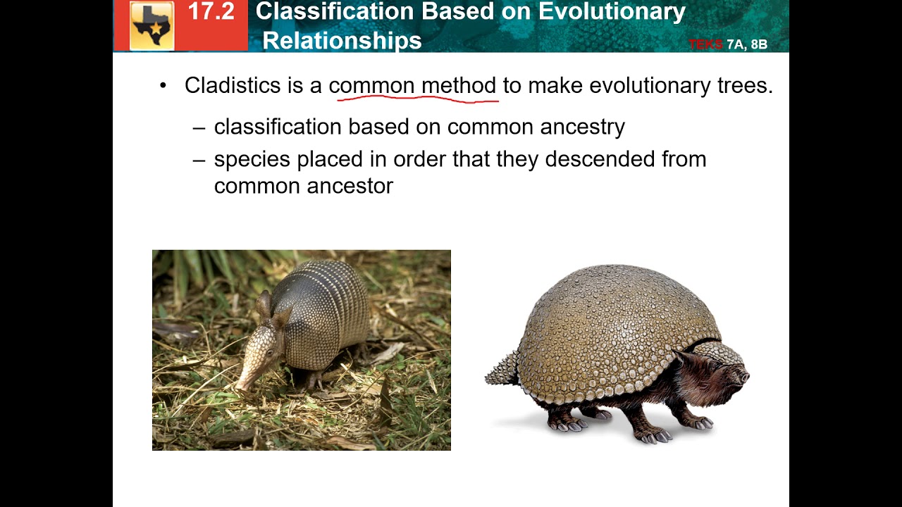 17.2: classification based on evolutionary relationships - YouTube