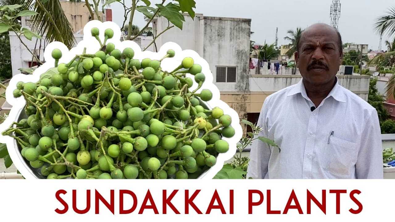 Sundaikai Plant ll How to plant and maintain it in terrace garden ...