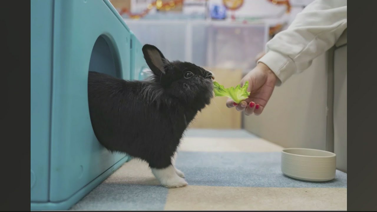 Coffee Talk: Rabbit party! - YouTube