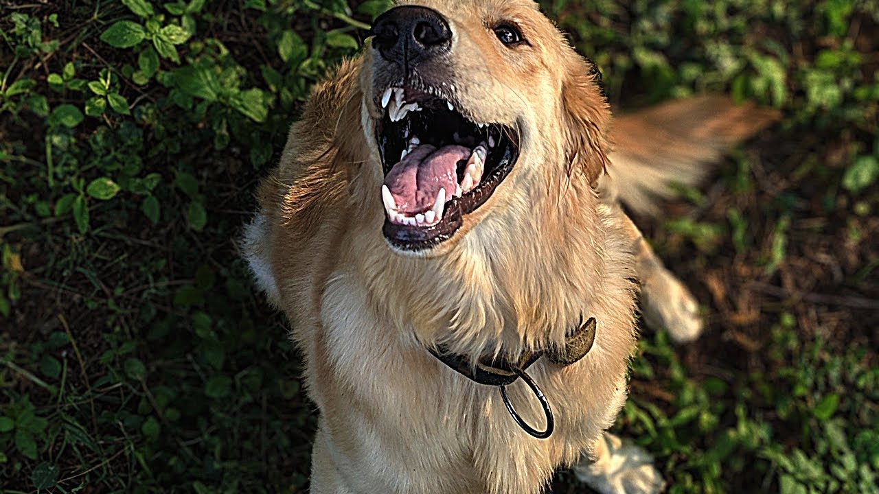 Street Dog fight Dog fight video 🐕dogs barking #dog #barking - YouTube