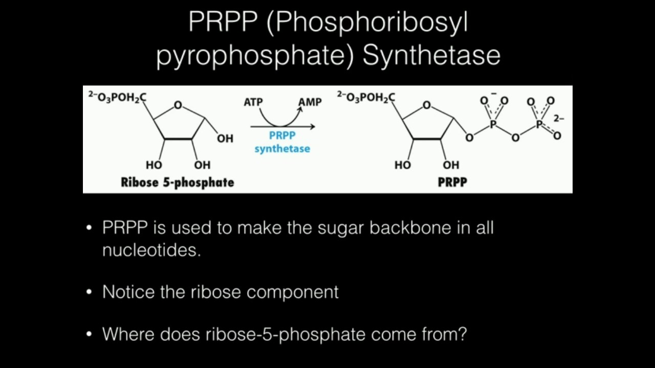 PRPP Synthetase Function - YouTube