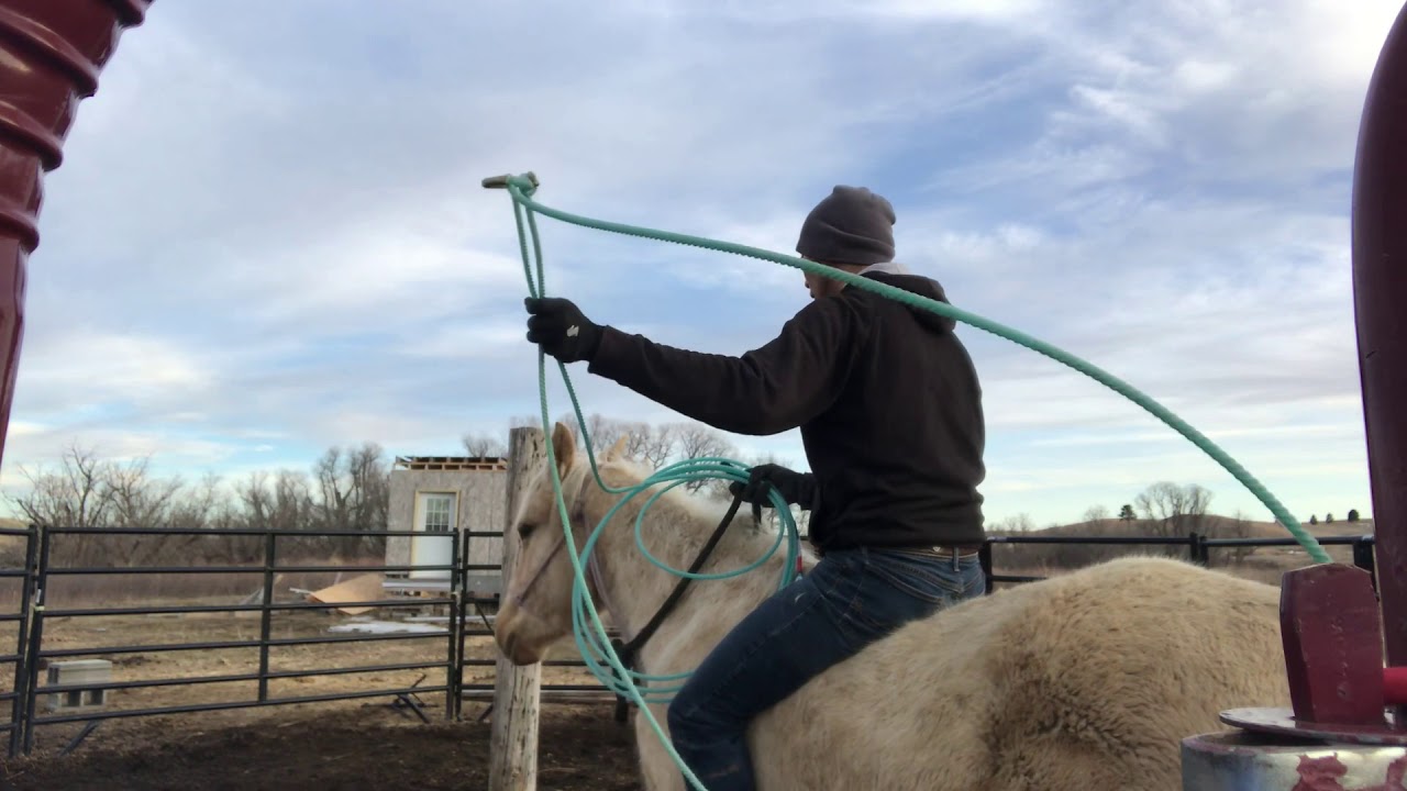 (DIY) How to break a colt naturally. Lesson 6 starting to rope - YouTube