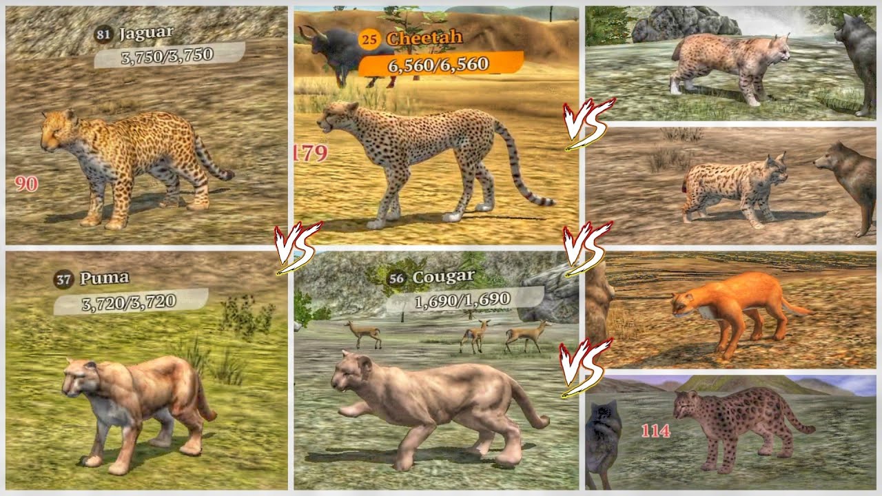 The Wolf -Jaguar vs Cheetah vs Puma vs Cougar vs Bobcat vs Lynx vs Bay ...