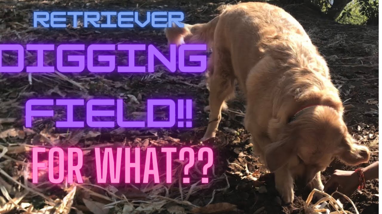 Retriever digging |Amazing video|Golden retriever - YouTube