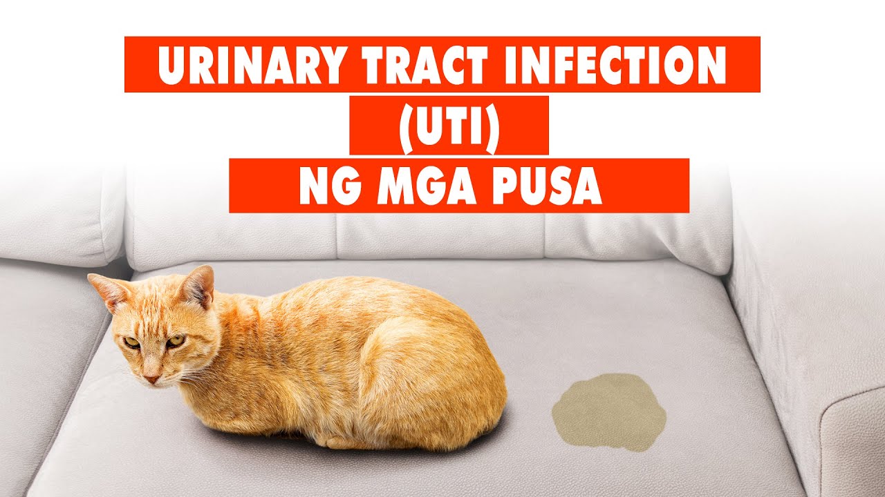 [EP 21] URINARY TRACT INFECTION IN CATS | UTI SA MGA PUSA - YouTube