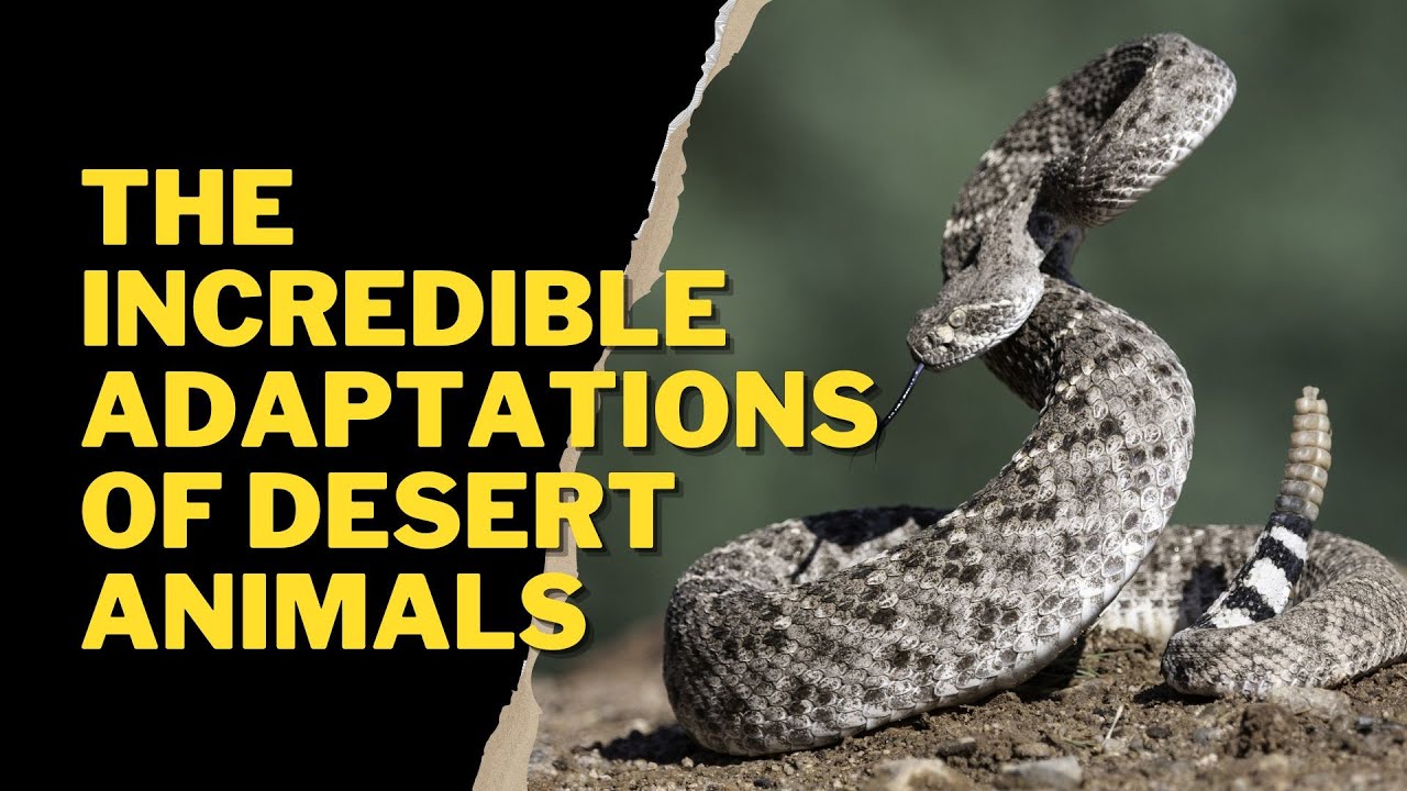 THE INCREDIBLE ADAPTATIONS OF DESERT ANIMALS - YouTube