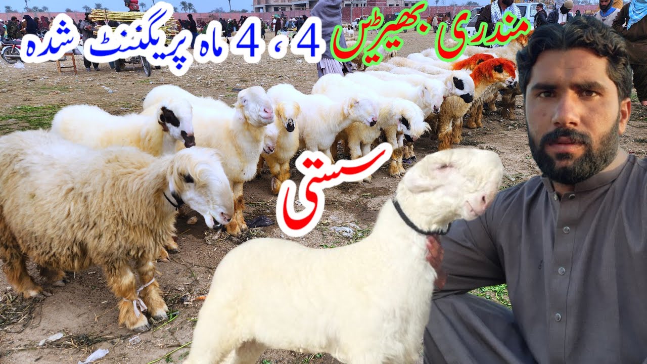 pregnant Mundri Sheep Pakistan ke Kamyab breed Malik imran goat farm ...