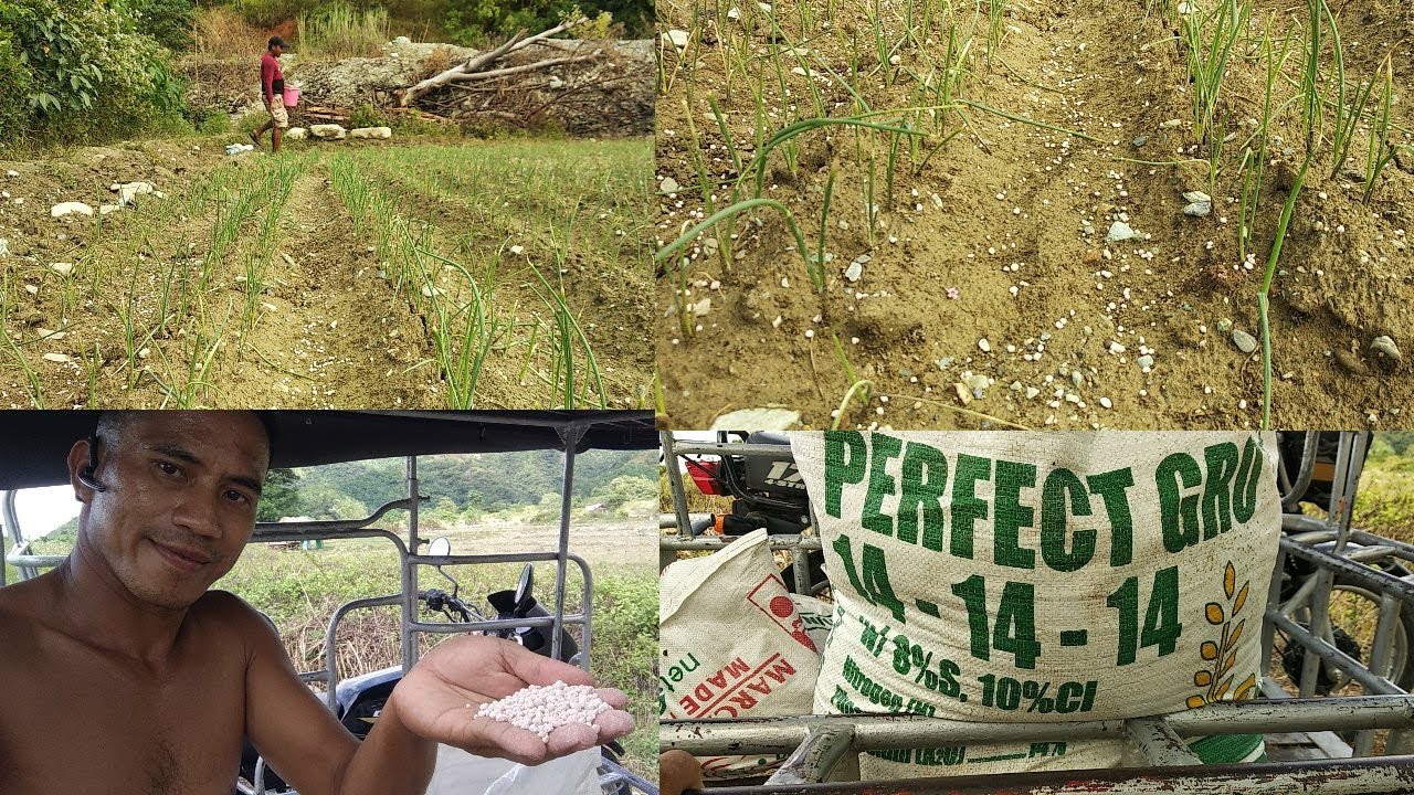 Day-10 tanim sibuyas apply triple 14-14-14 perfect gro - YouTube