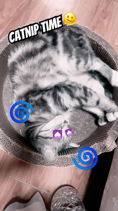 My cat goes crazy for catnip!🫠#catnip#marilynmanson #oldfan#catshorts#music#funnycat#shorts#cats ...