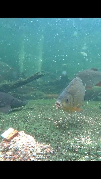 FUNNY CRUCIAN CARP REACTION FOR SQUARE WAFTER BAIT ;-) MUST SEE! - YouTube