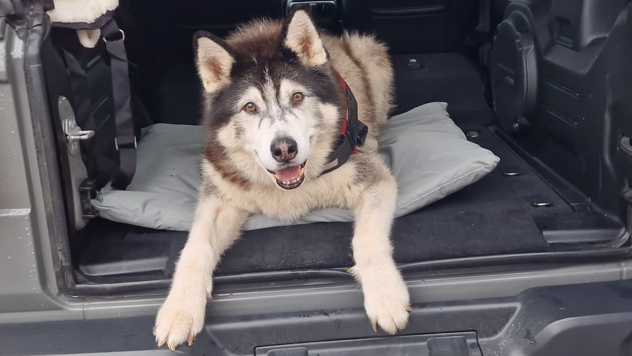 Old Husky Finally Gets His New Ride! Its Perfect! - YouTube