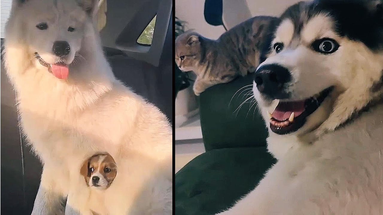 Dogs Being Silly & Adorable - YouTube