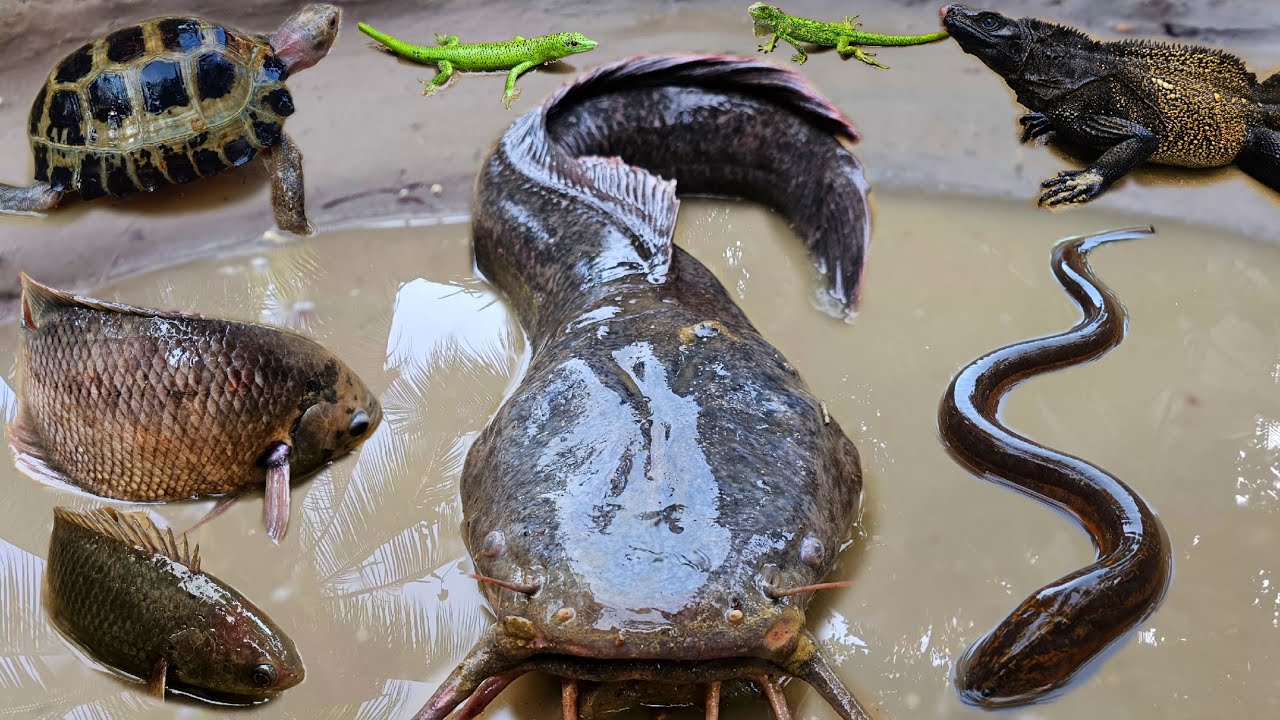 Tangkap ikan lele raksasa dalam lubang ada ikan hias, belut, ikan koi ...