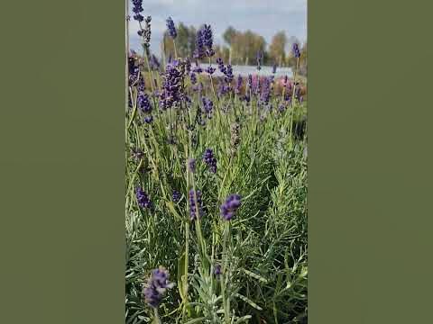 💜Лаванда узколистная Hidcote Blue Хидкот Блю | Питомник растений ...