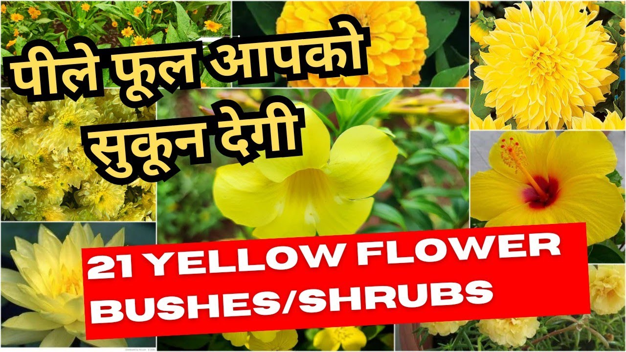 21 Yellow Flowering Bushes | Yellow Flower Shrubs for your garden to ...