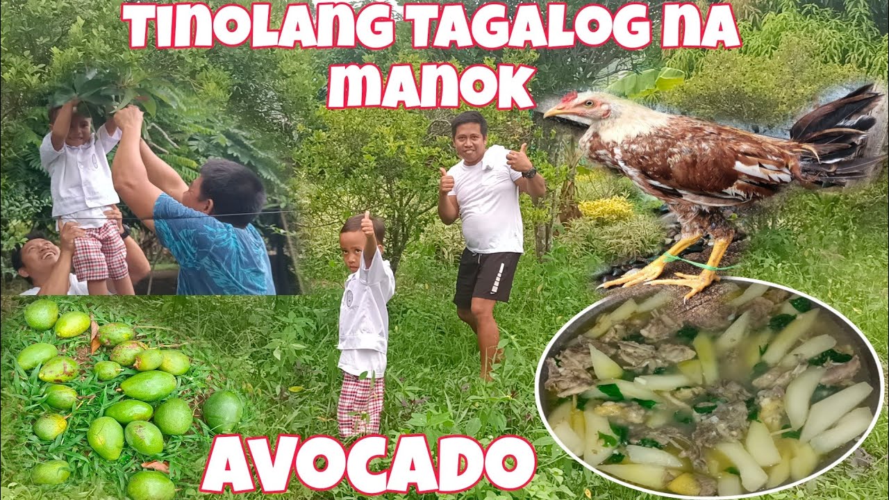 Tinolang Tagalog na manok/Namitas ng Avocado 🥑/Update saaming Biik ...