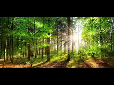 Ambiant Forest noises | White noise for sleep and studying - YouTube