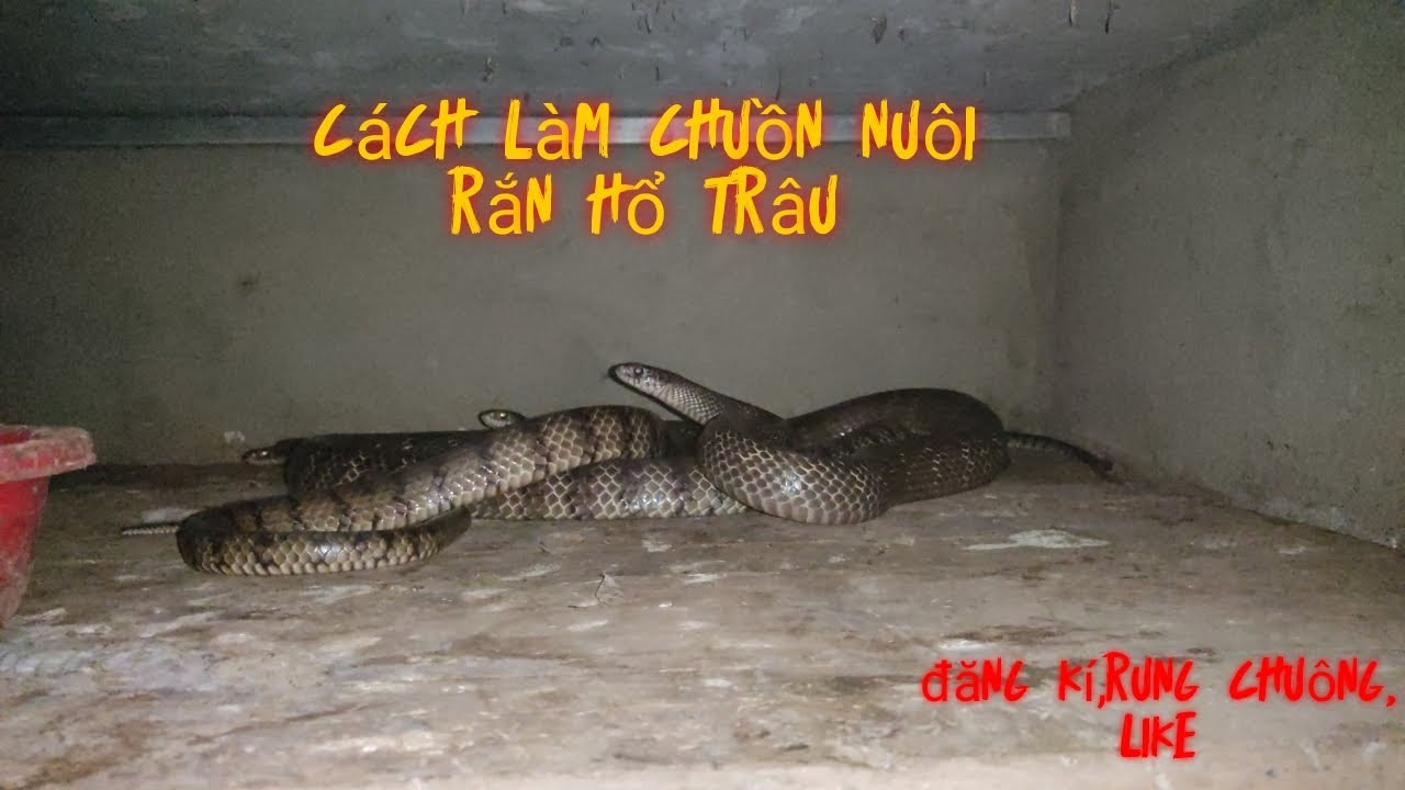 trại nuôi rắn/snake farm 0937863485 - YouTube